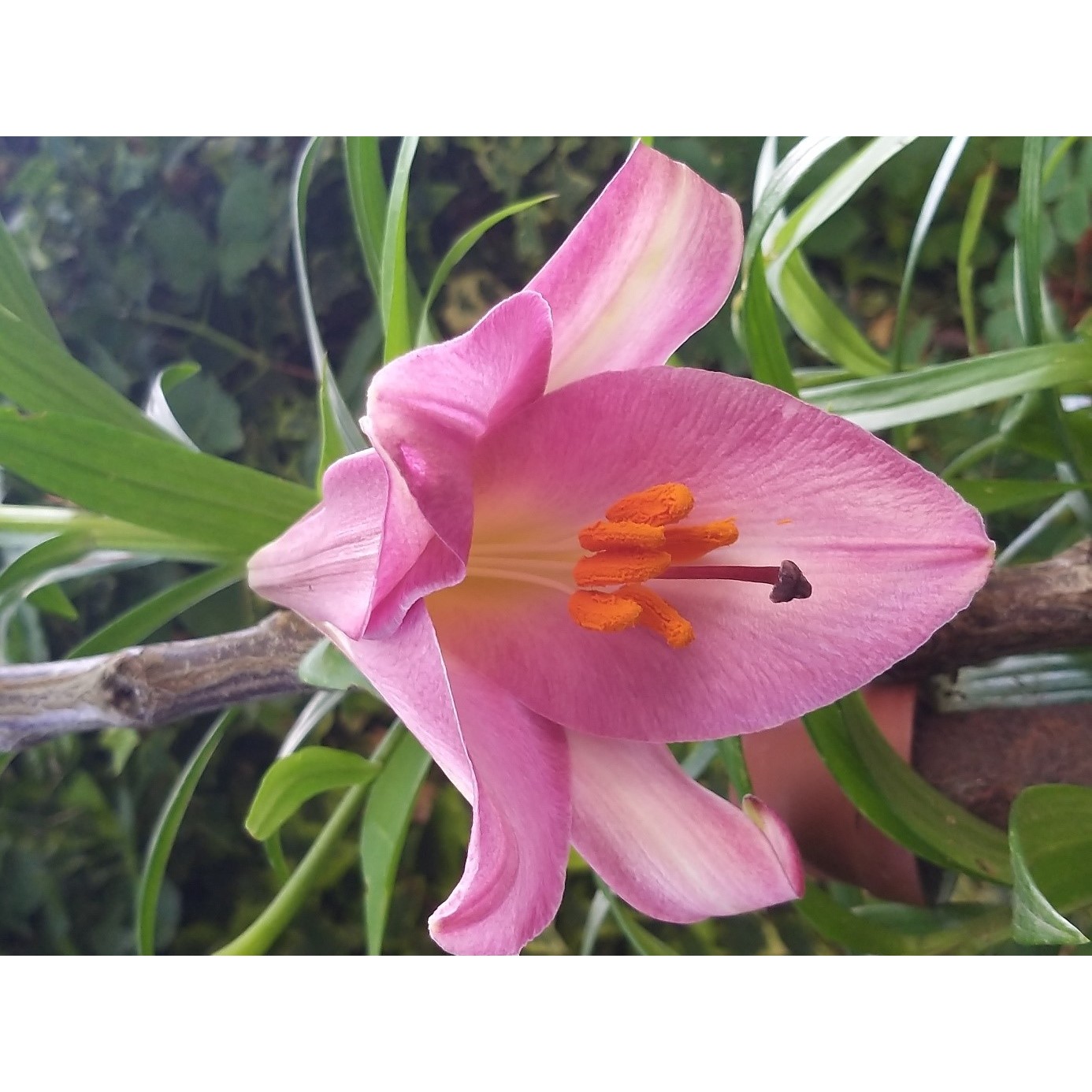 Lilium Pink Perfection - Hybrid Lily trumpet group Pink Perfection ...