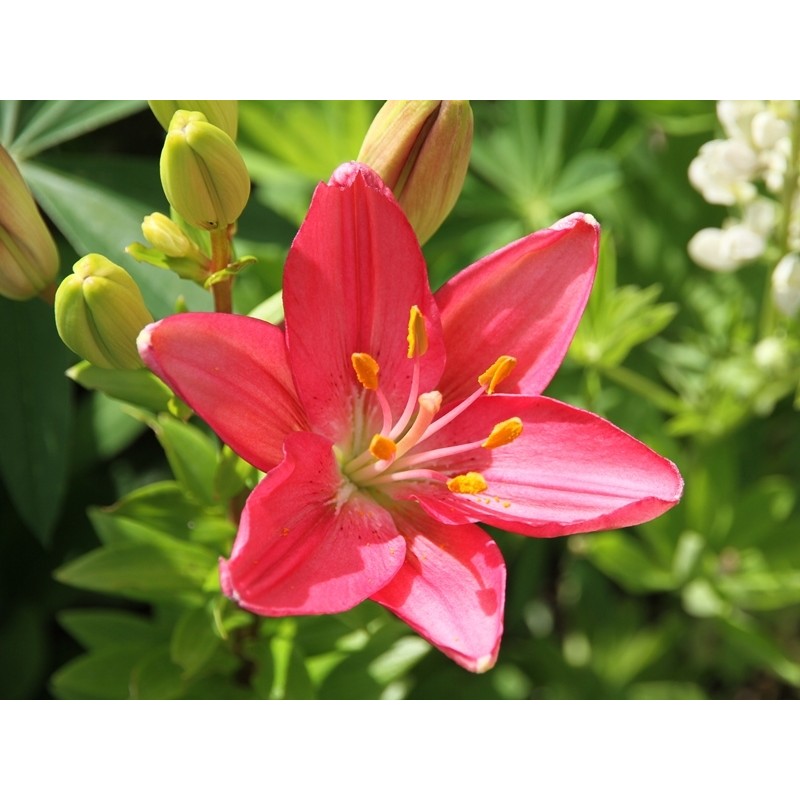 Lilium Foxtrot - Asiatic Lily - Early variety with flowers of the ...