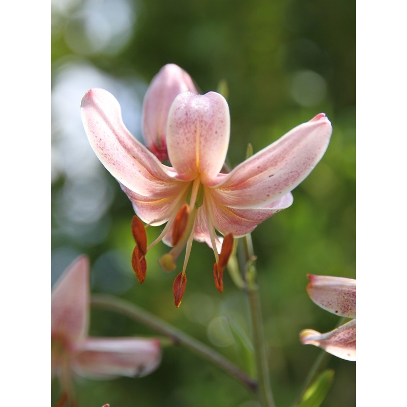Lilium Pink Morning - Hybrid Lily - up to 50 small, pale pink to mauve ...