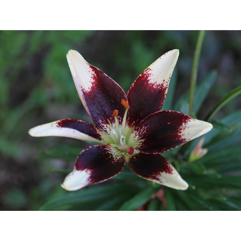 Lilium Netty's Pride - Asiatic Lily - Hybrid - Bicoloured purple and ...