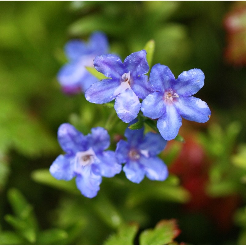 Lithodora diffusa Heavenly Blue - Gromwell - Perennial shrub with blue ...