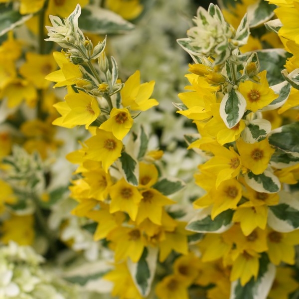 Lysimachia punctata Alexander - Variegated loosestrife with yellow ...