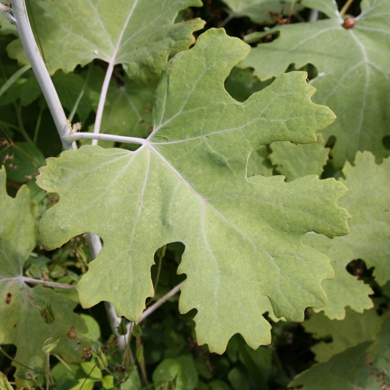 Macleaya cordata - An impressive perennial with feathery flowering in ...