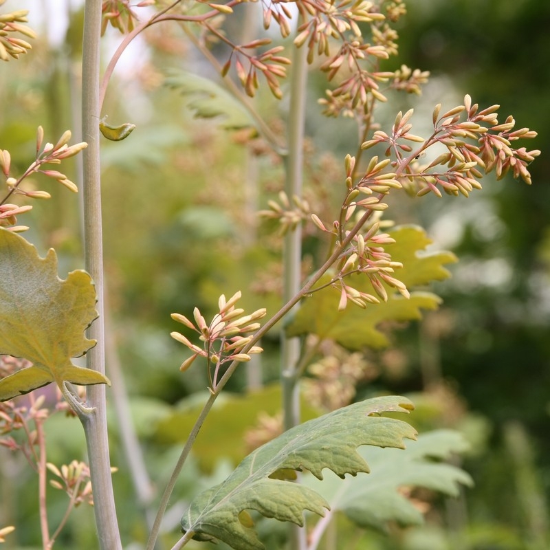Macleaya cordata - An impressive perennial with feathery flowering in ...