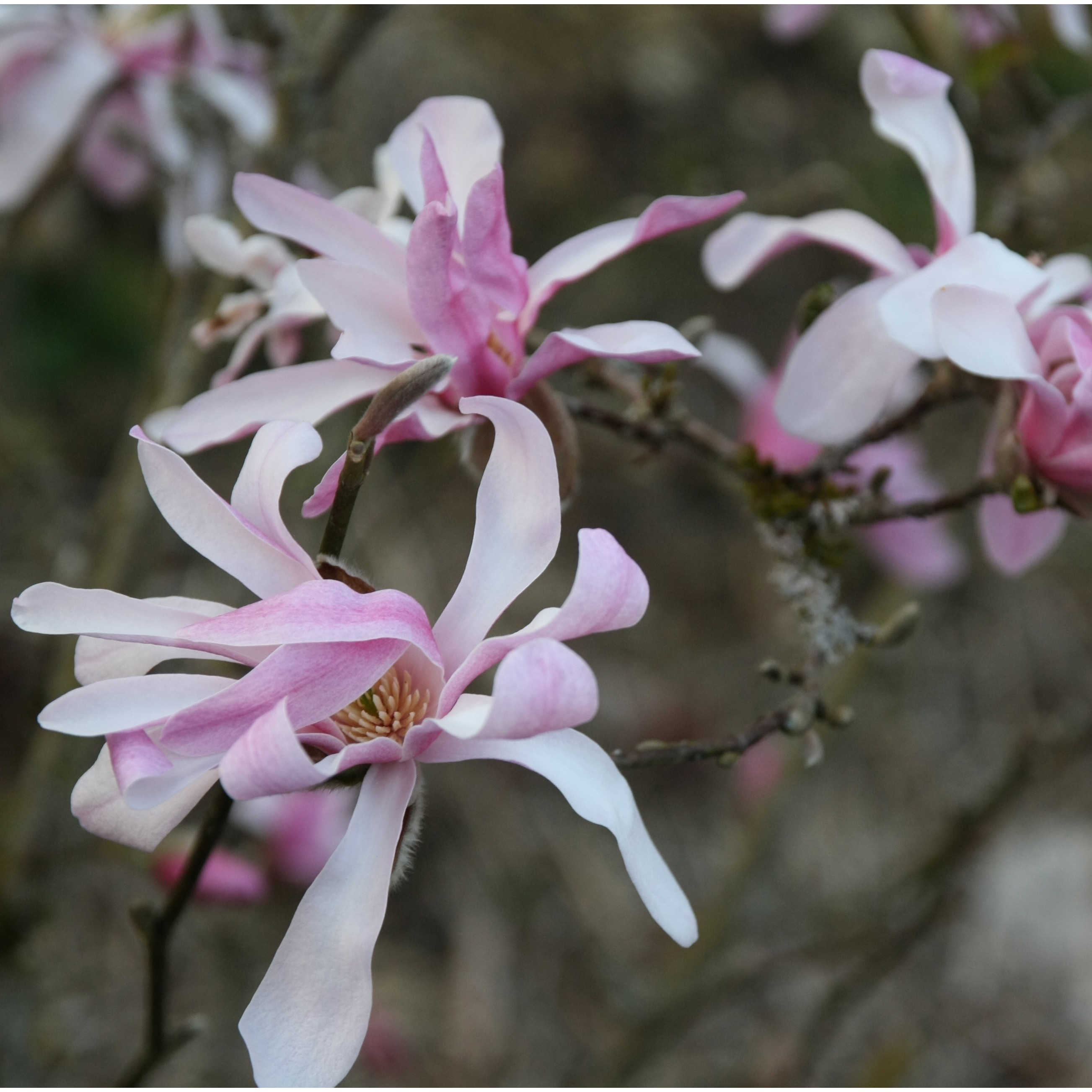 Magnolia x loebneri Leonard Messel - bush with fragrant pink flowers.
