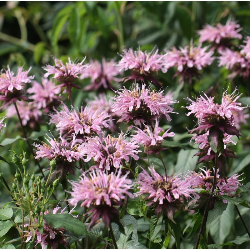 Monarde Beauty of Cobham - Pale pink flowers and aromatic foliage.