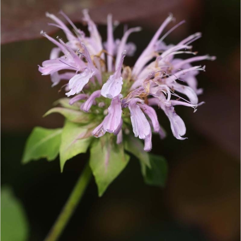 Monarde Beauty of Cobham - Pale pink flowers and aromatic foliage.