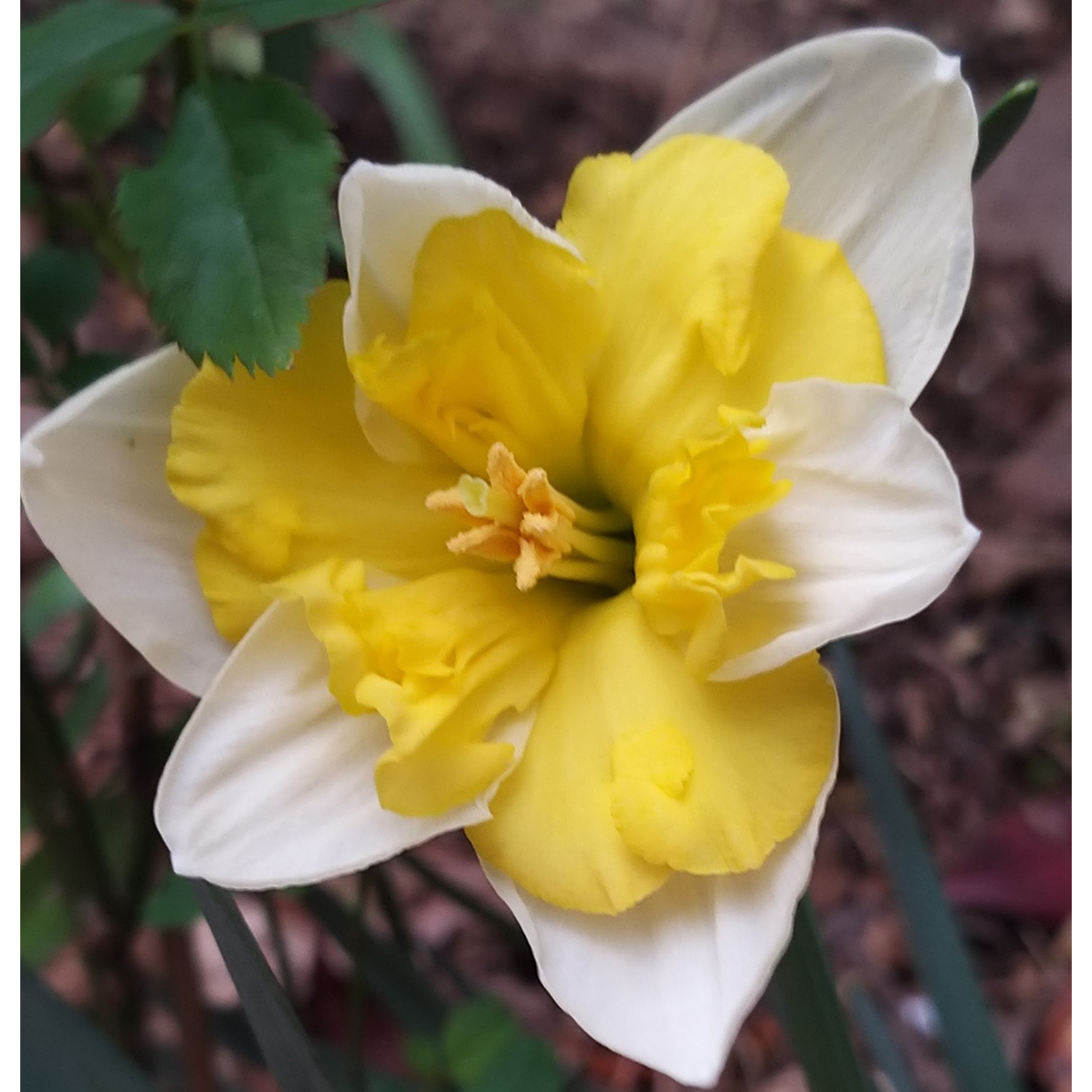 Narcissus 'Changing Colours' - Split-crowned narcissus with changing ...