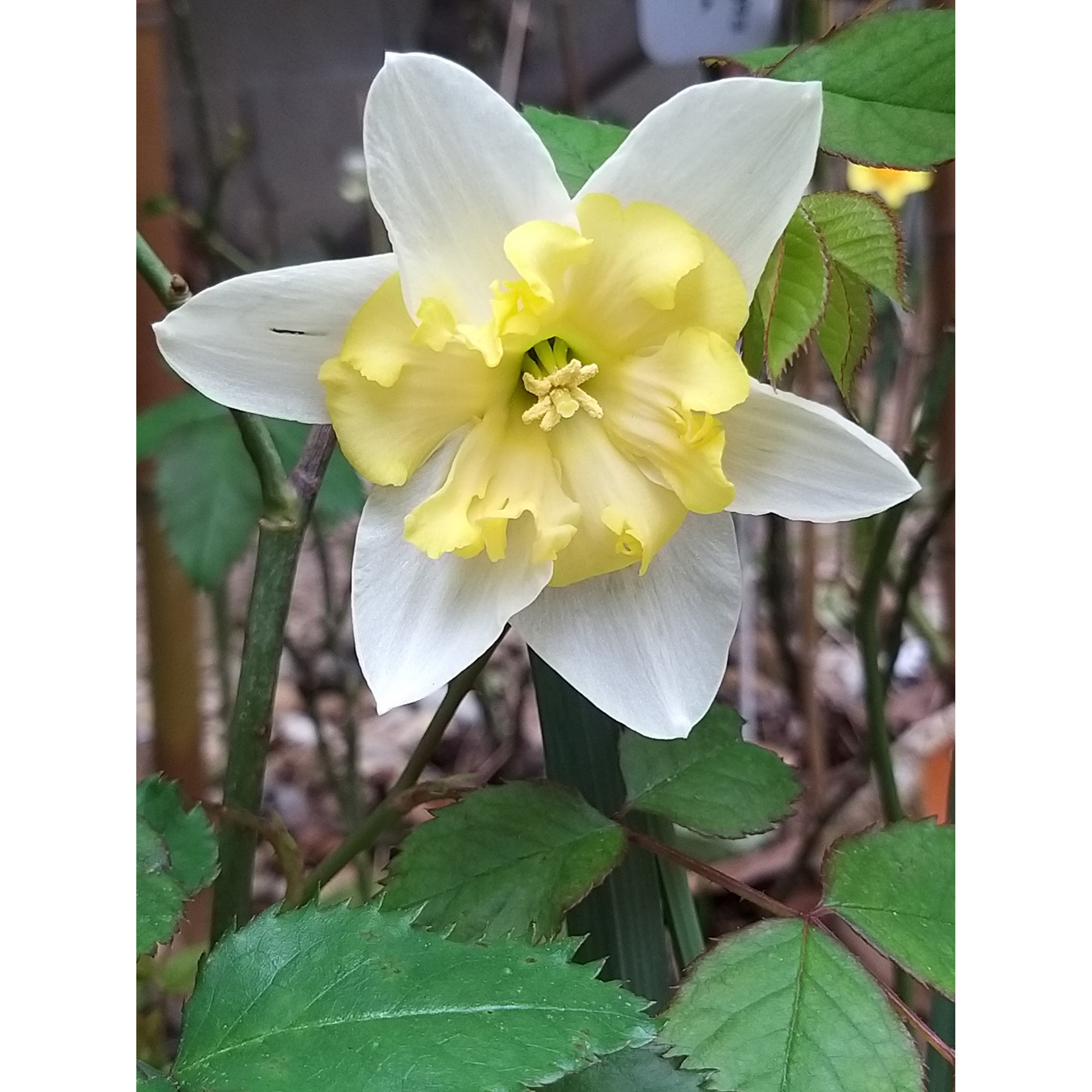 Narcissus 'Changing Colours' - Split-crowned narcissus with changing ...