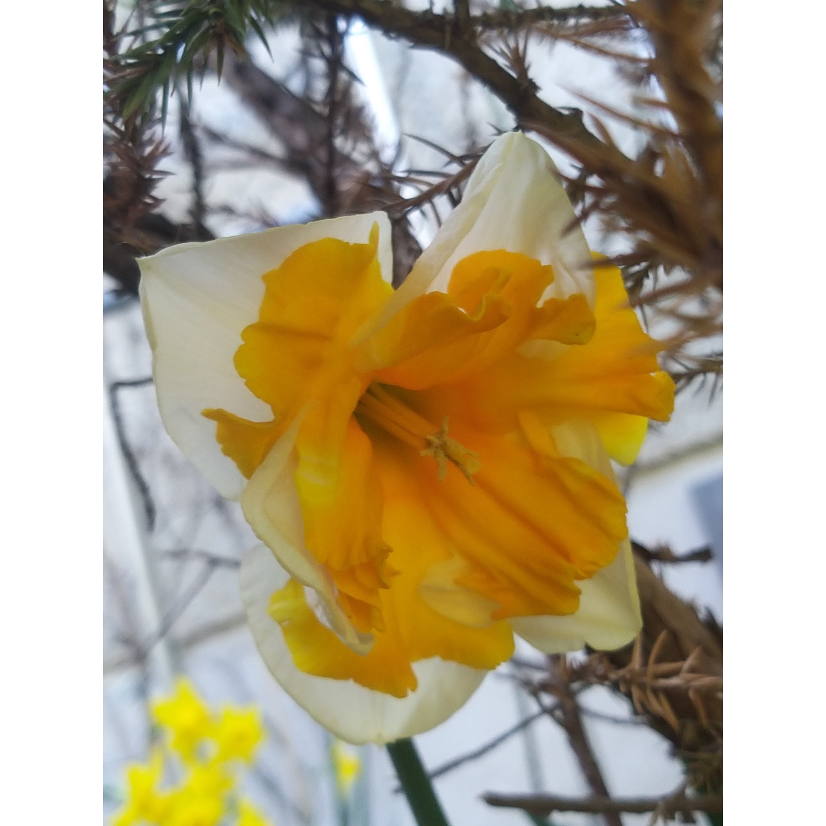 Narcissus Giant Split - Daffodil with large orchid-like flowers.
