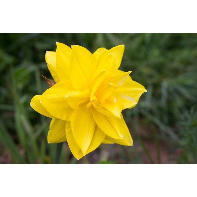 Narcissus 'Golden Ducat' - Double to triple narcissus, with an intense ...