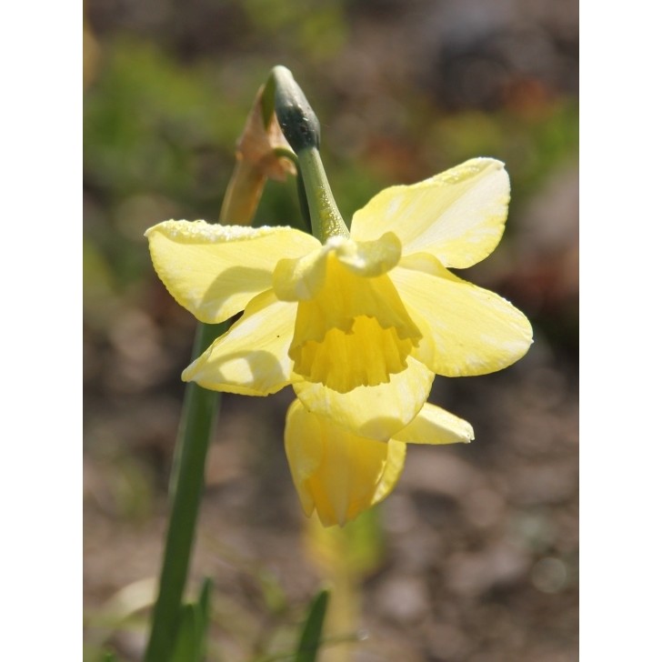 Narcissus jonquilla Pipit - Jonquilla daffodil with lemon-yellow flowers.