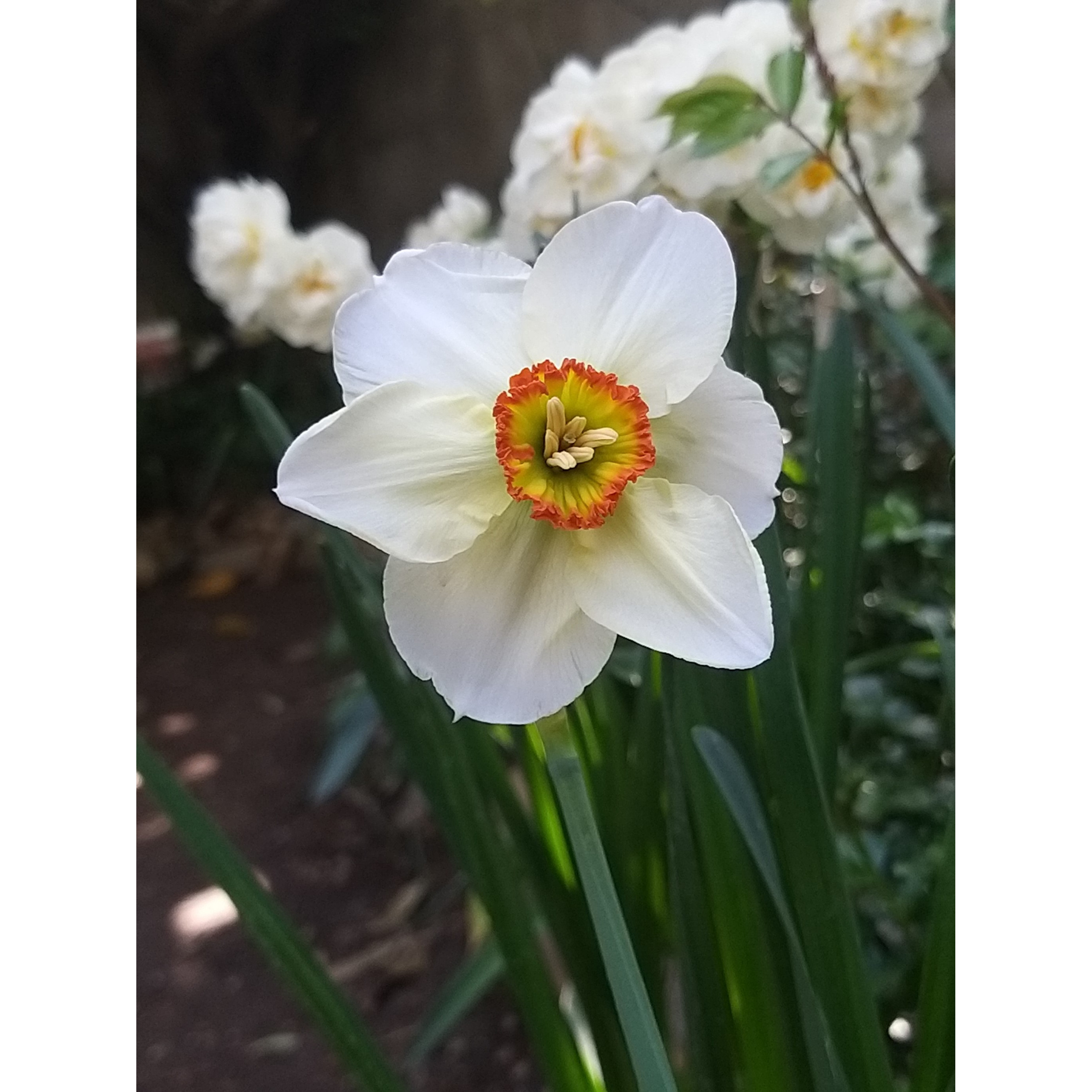 Narcissus Ring of Fire - Spring-flowering daffodil with pure white ...