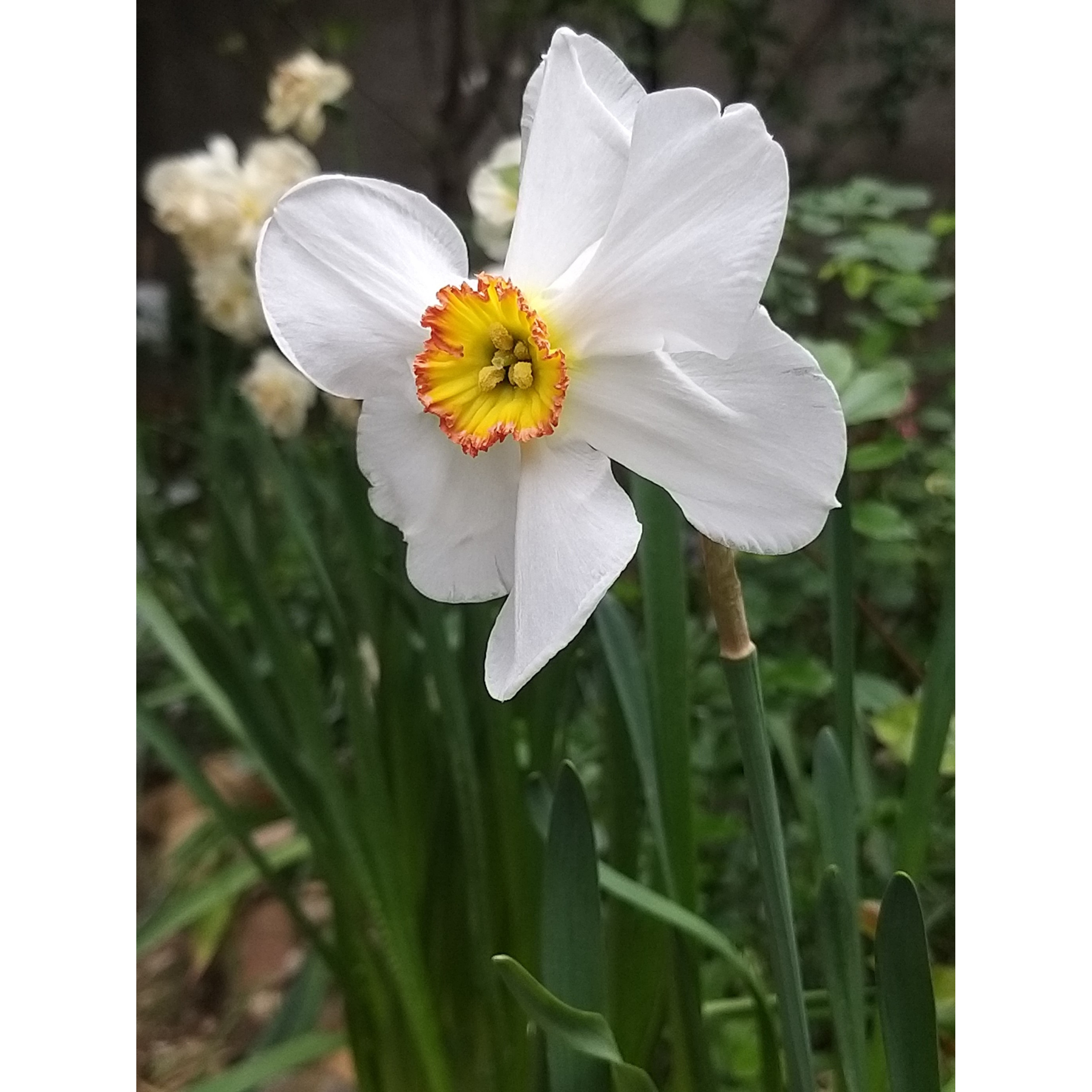 Narcissus Ring of Fire - Spring-flowering daffodil with pure white ...