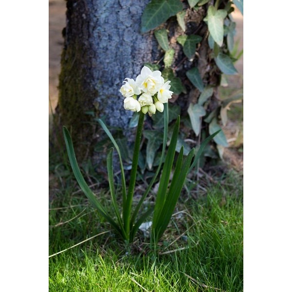 Narcissus Erlicheer - Double-flowered and fragrant daffodil, ivory with ...