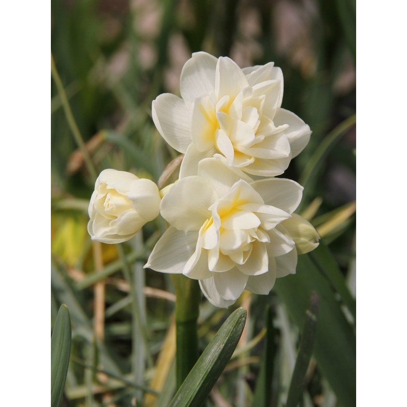 Narcissus Erlicheer - Double-flowered and fragrant daffodil, ivory with ...