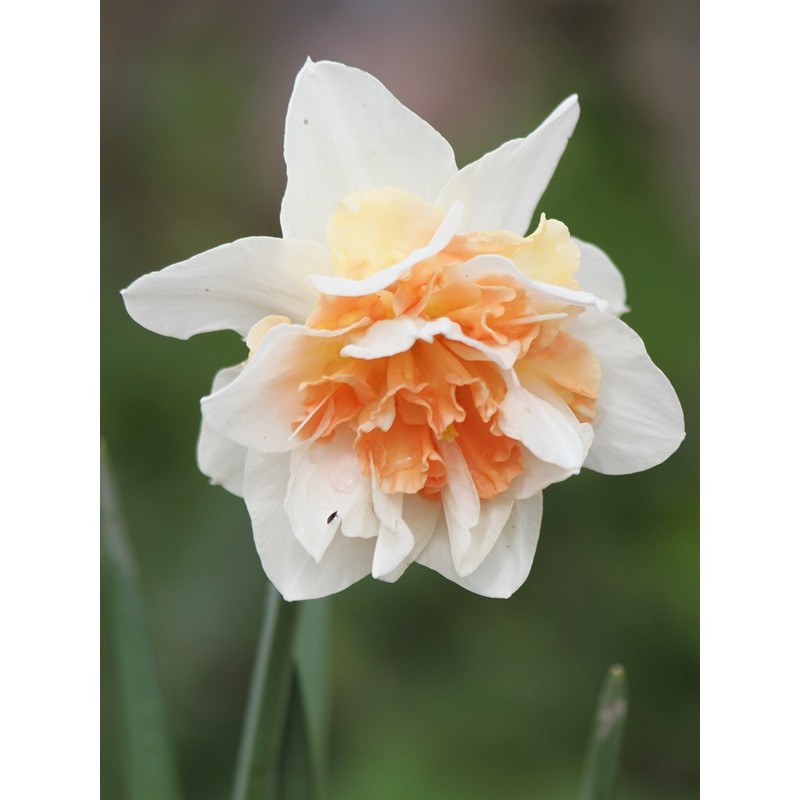 Narcissus Replete - Daffodil with white and pink double flowers.