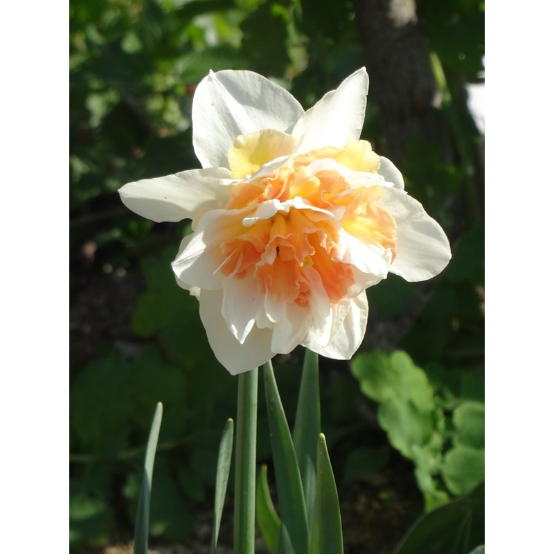 Narcissus Replete - Daffodil with white and pink double flowers.