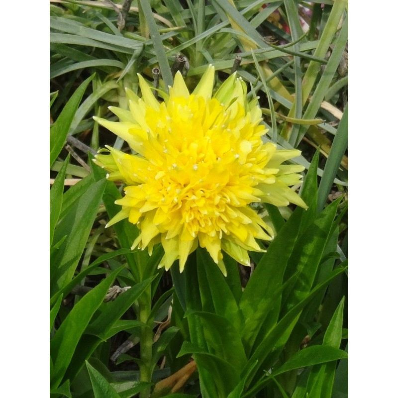 Narcissus pumilus Rip Van Winkle - Miniature daffodil with small ...