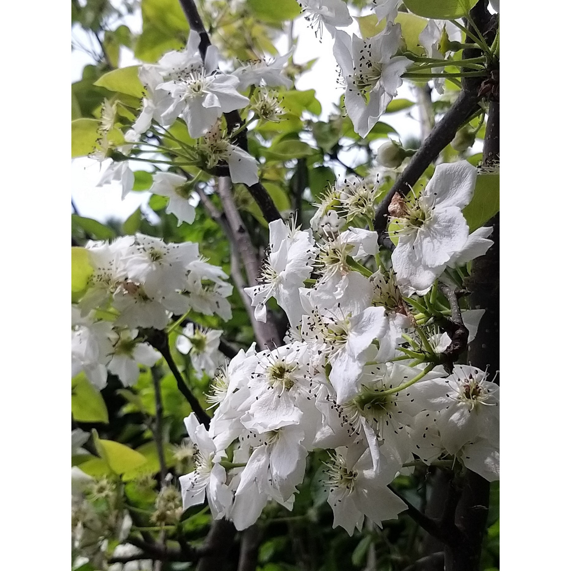 Pyrus pyrifolia Nashi Hosui- Organic Asian pear tree
