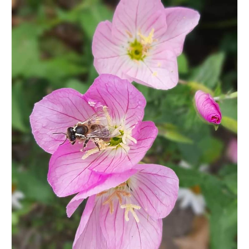 Oenothera speciosa - Pink Evening Primrose - Perennial rhizomatous ...