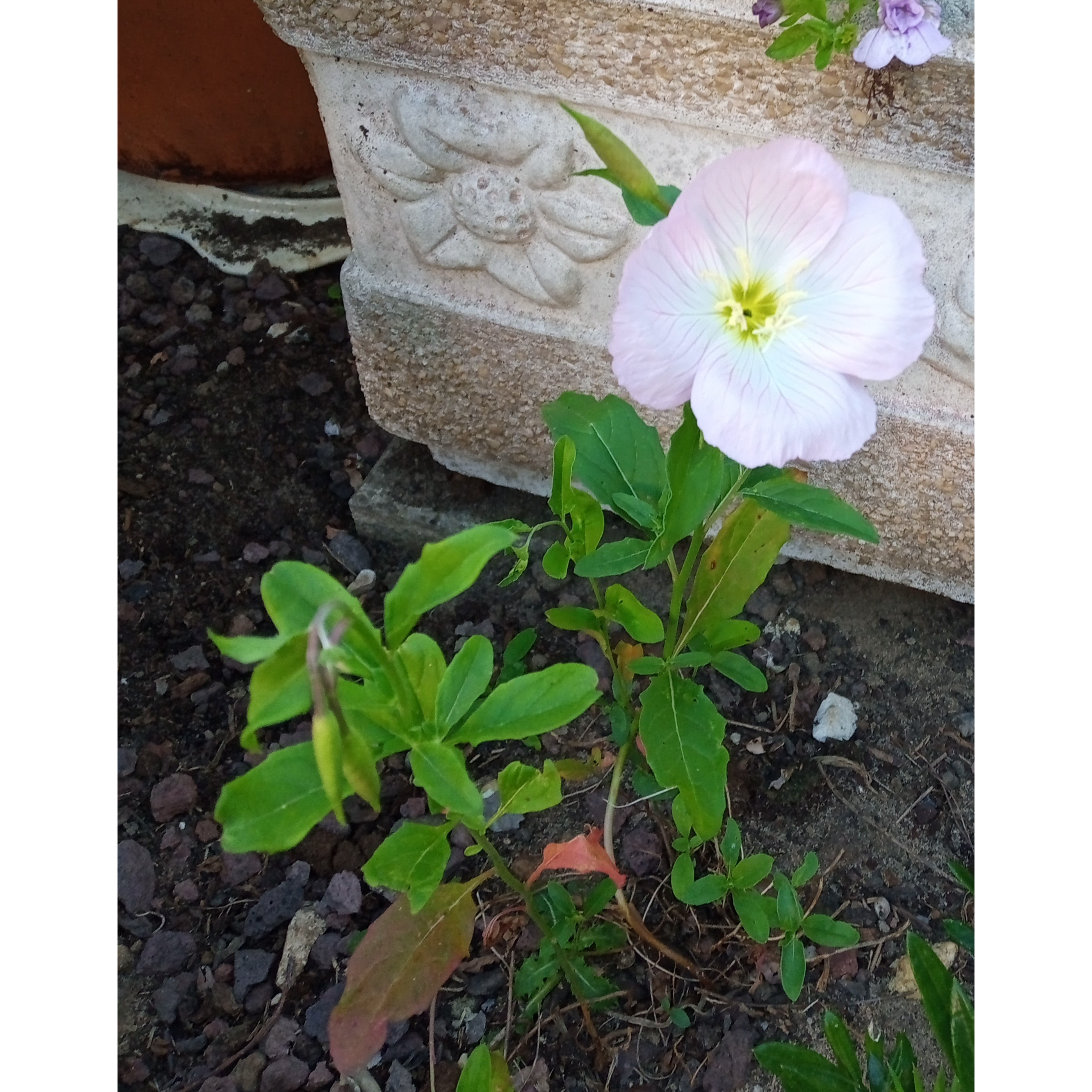 Oenothera speciosa - Pink Evening Primrose - Perennial rhizomatous ...