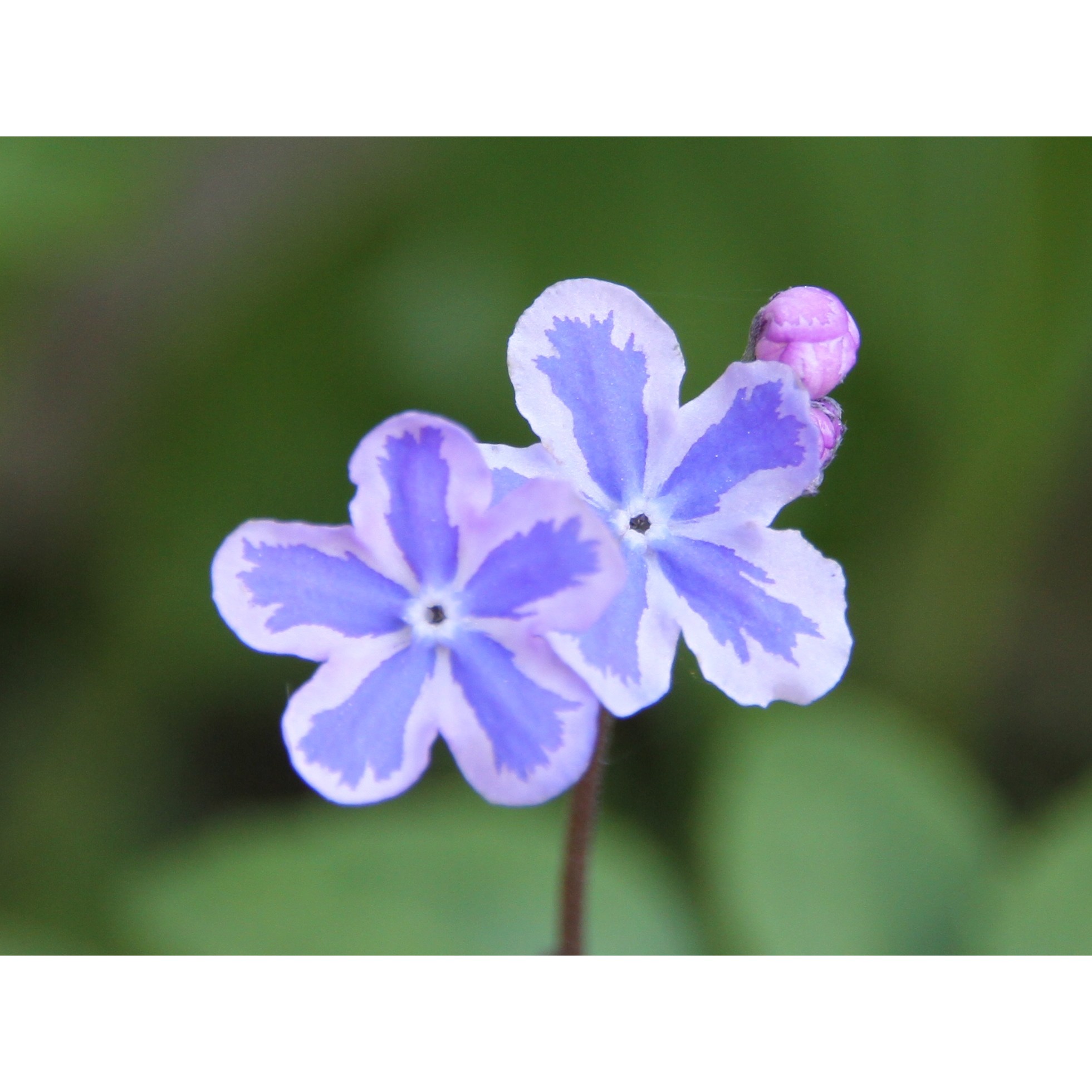 Omphalodes cappadocica 'Starry Eyes' - Venus's flower with blue and ...