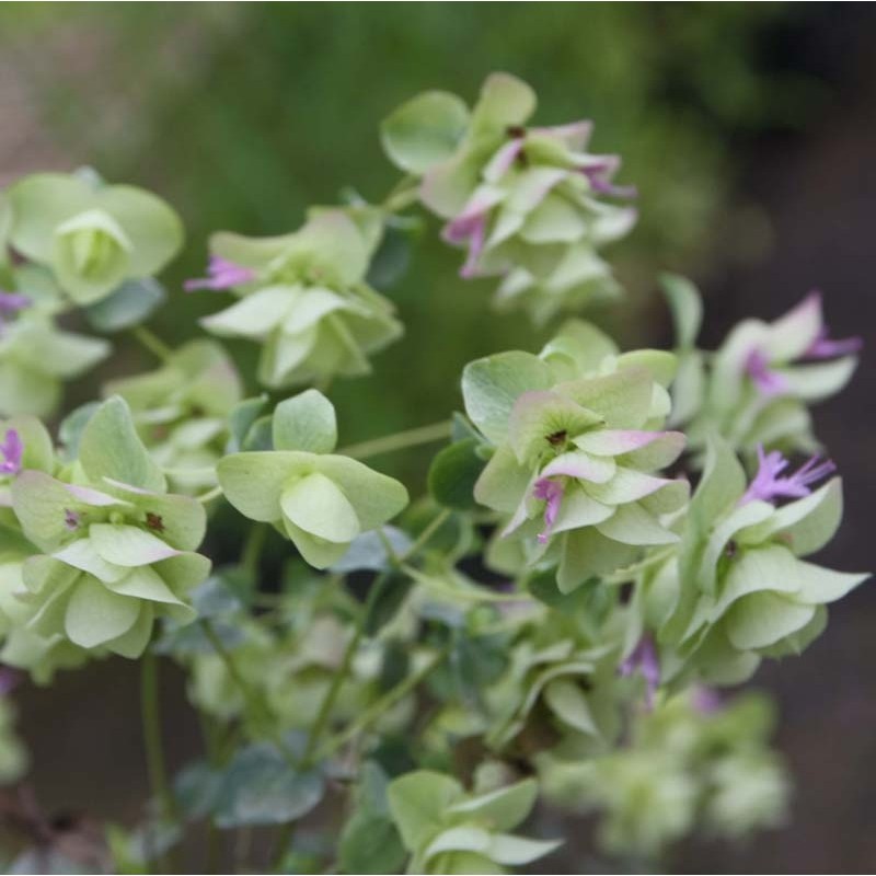 Origanum rotundifolium Kent Beauty - A stunning oregano with pink flowers.