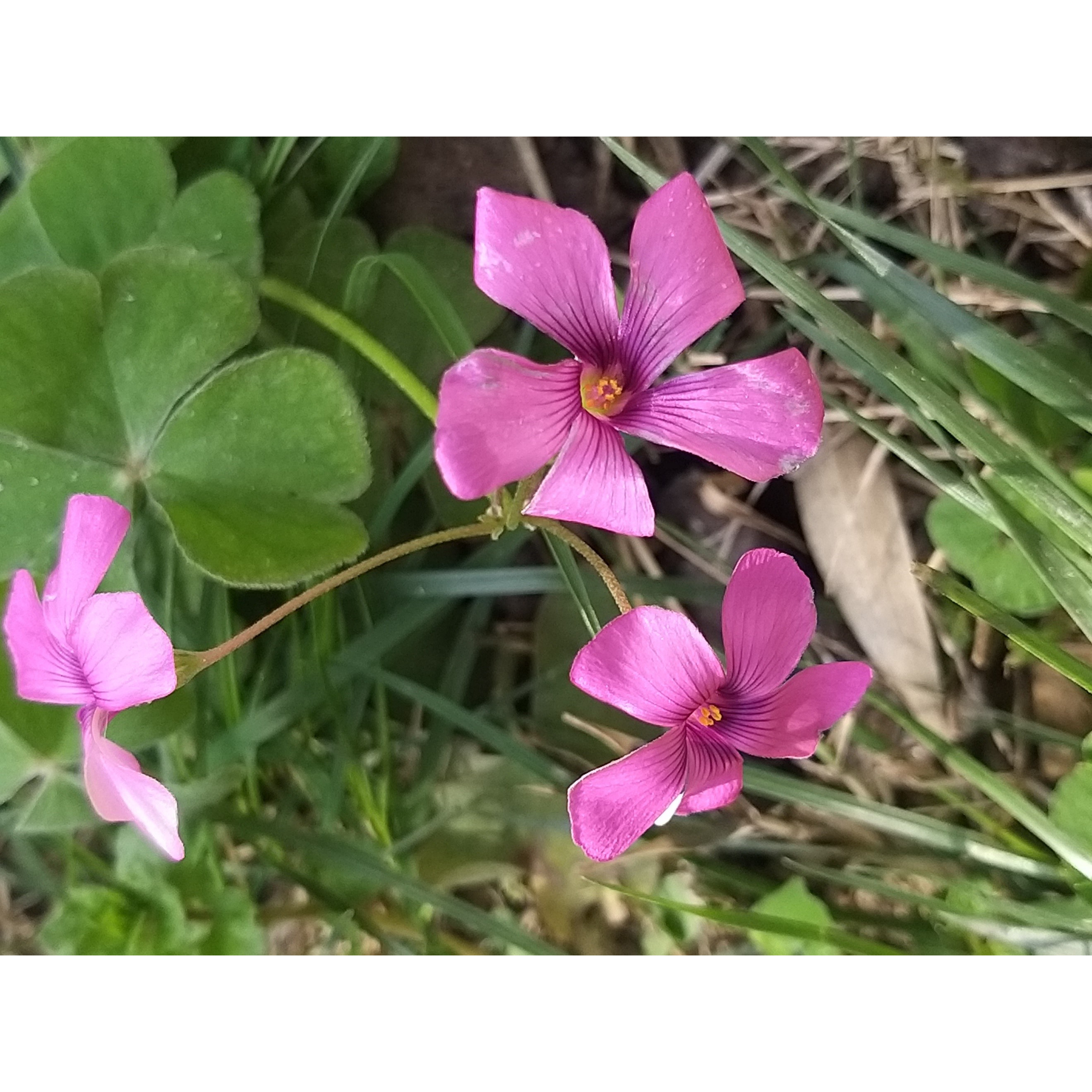 Oxalis deppei - False four-leaf clover - Bulb with bi-coloured leaves ...