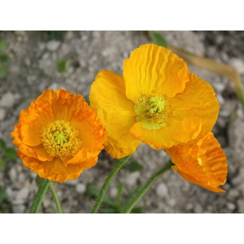 Icelandic Poppy - Papaver nudicaule Gartenzwerg Group - Perennial with ...