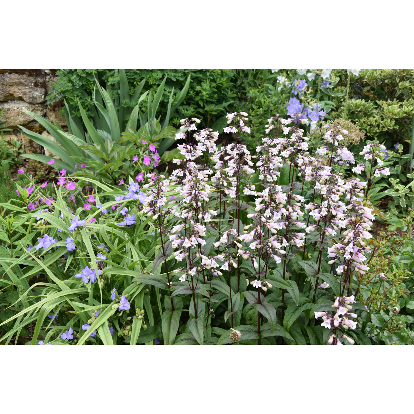 Penstemon digitalis 'Husker Red' - Perennial with pinkish-white flowers ...