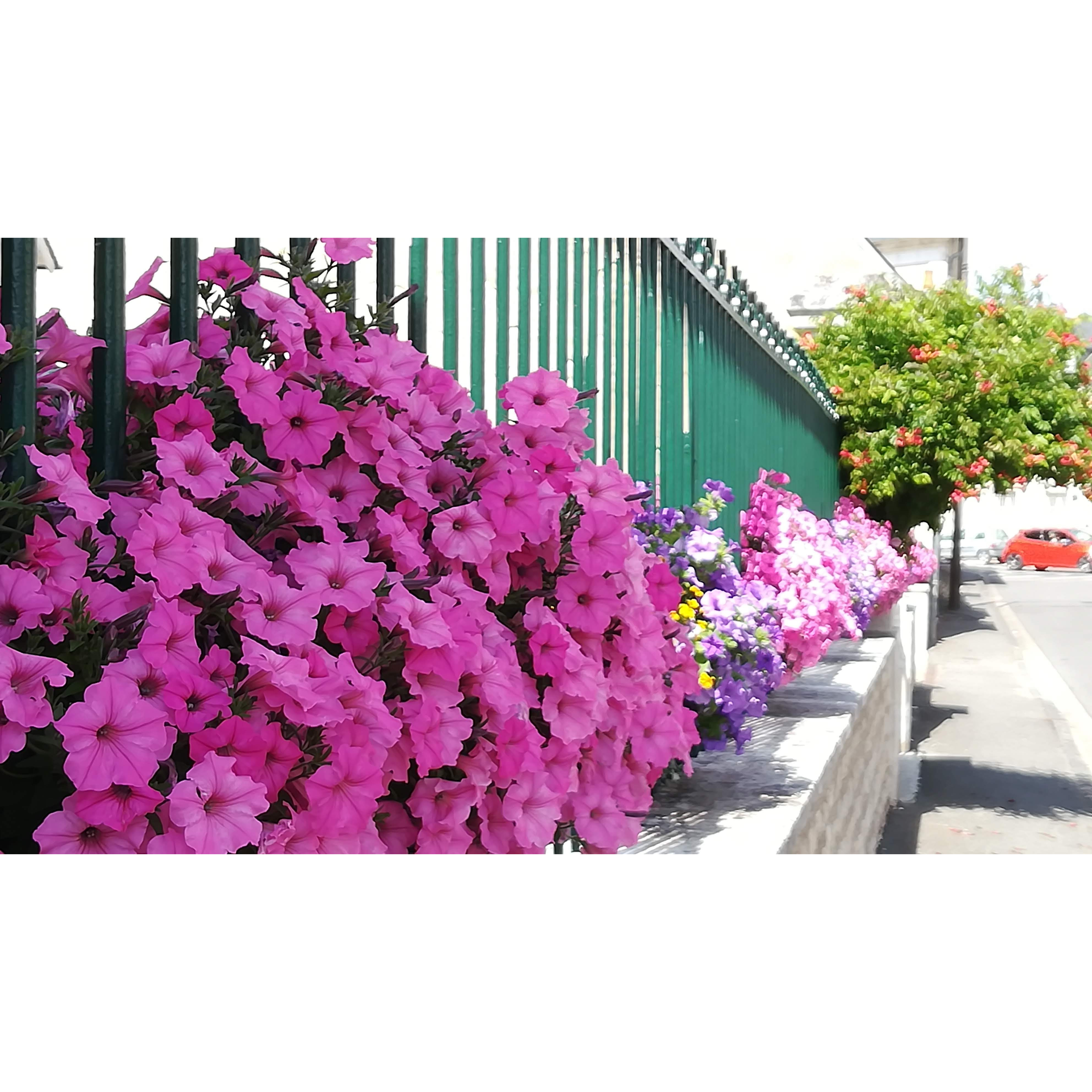 Petunia Supertunia Vista Bubblegum - Trailing candy pink petunia.