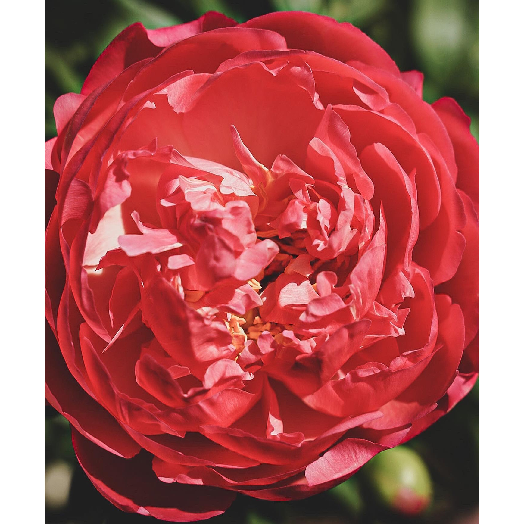 Paeonia Coral Sunset - Peony with double flowers and changing colours.