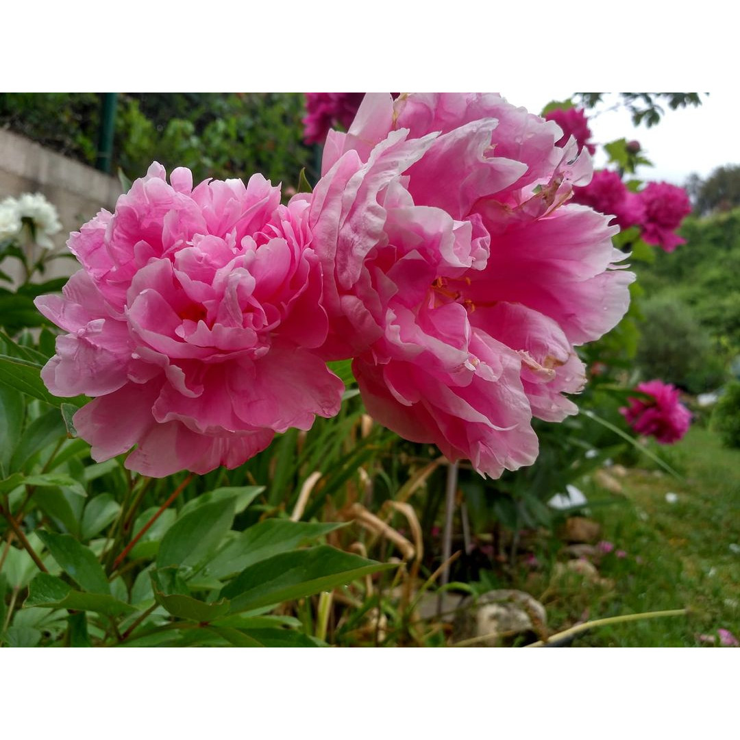 Dr Alexander Fleming Peony - Paeonia lactiflora - Chinese Peony - Very ...