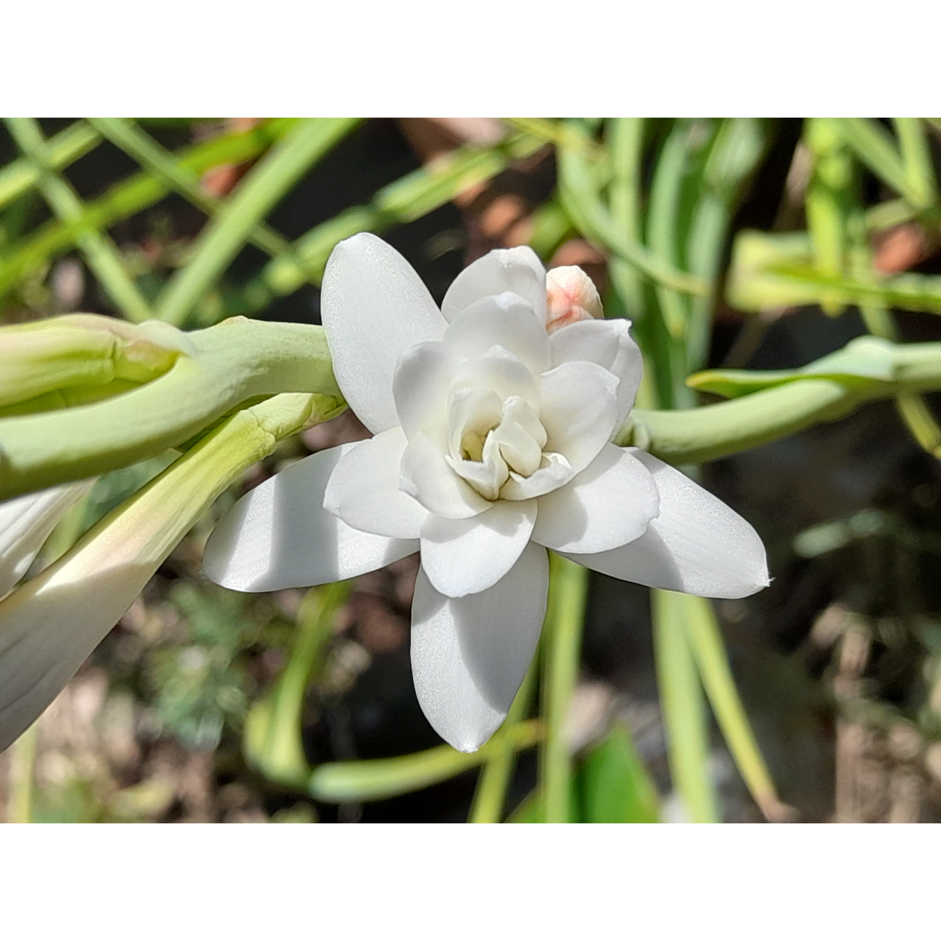 Polianthes tuberosa The Pearl - Perennial tuberose with semi-double ...