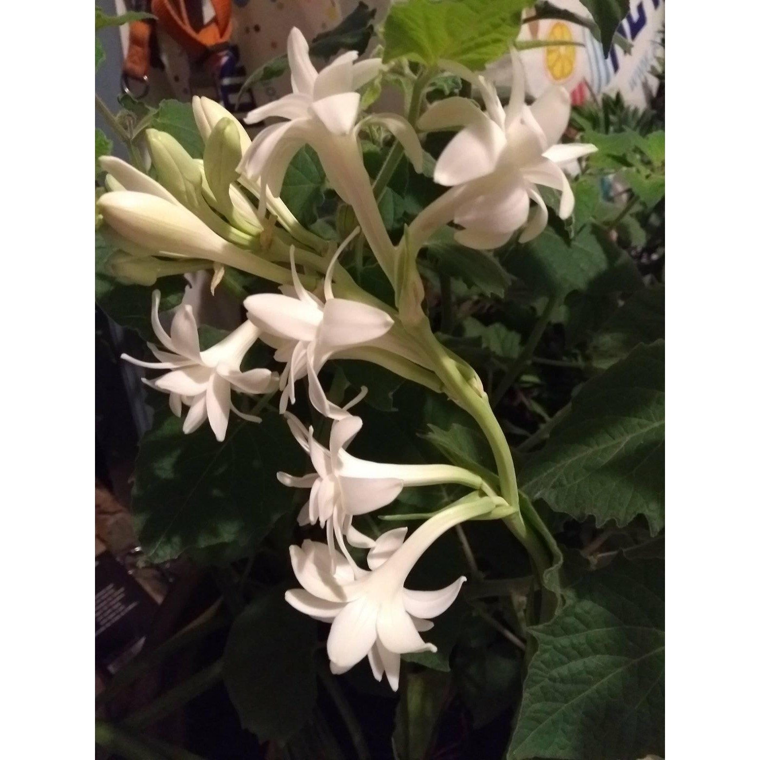 Polianthes tuberosa The Pearl - Perennial tuberose with semi-double ...