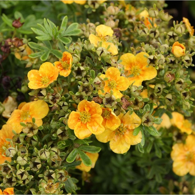Potentilla fruticosa Mango Tango - Yellow Red Shrubby Cinquefoil