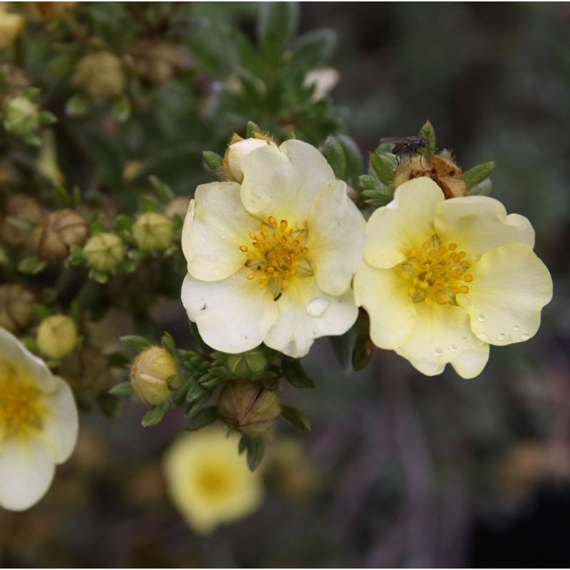 Potentilla Fruticosa Primrose Beauty – Pale yellow flowering Potentilla