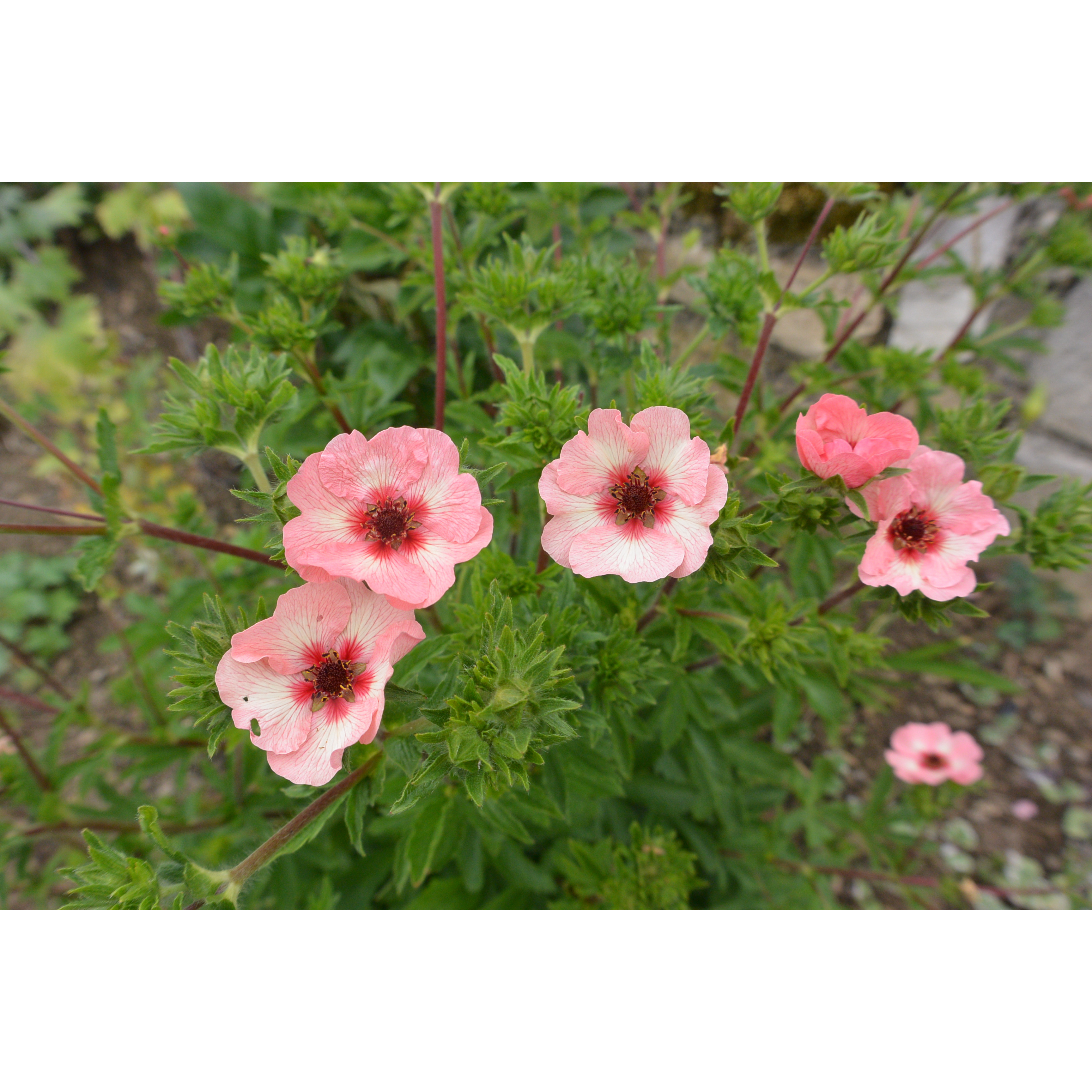 Potentilla hopwoodiana - Potentilla - A perennial with charming pink ...