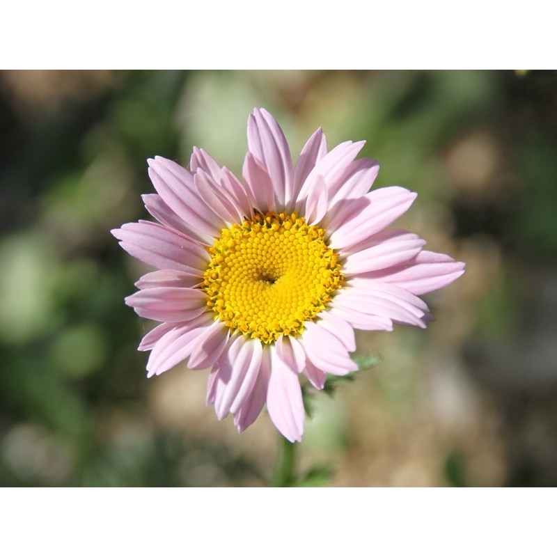 Tanacetum coccineum Robinson's Rose - Pyrethrum - Perennial with pink ...