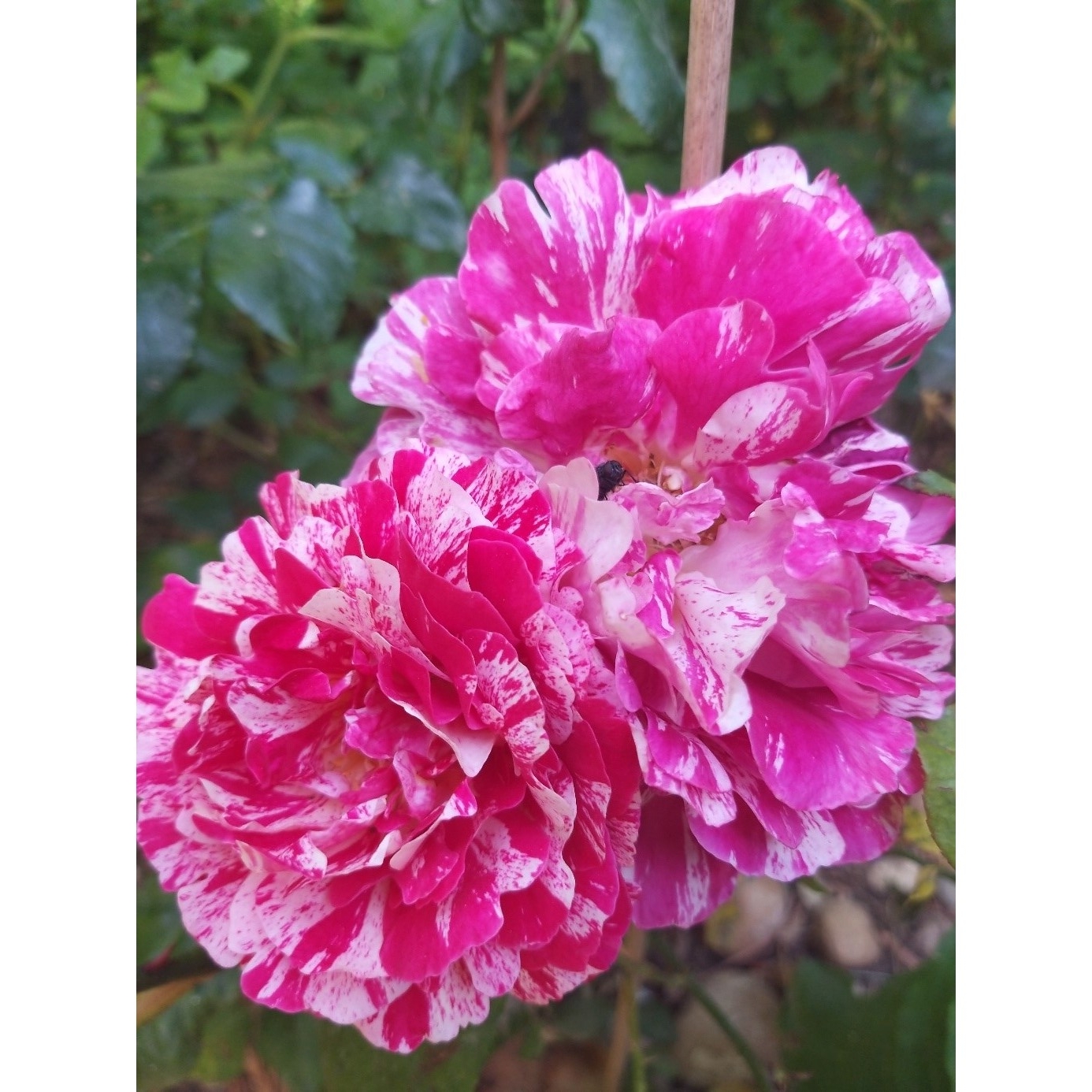 Rosa x floribunda 'Abracadabra' - Clustered flower rose, double, flame ...