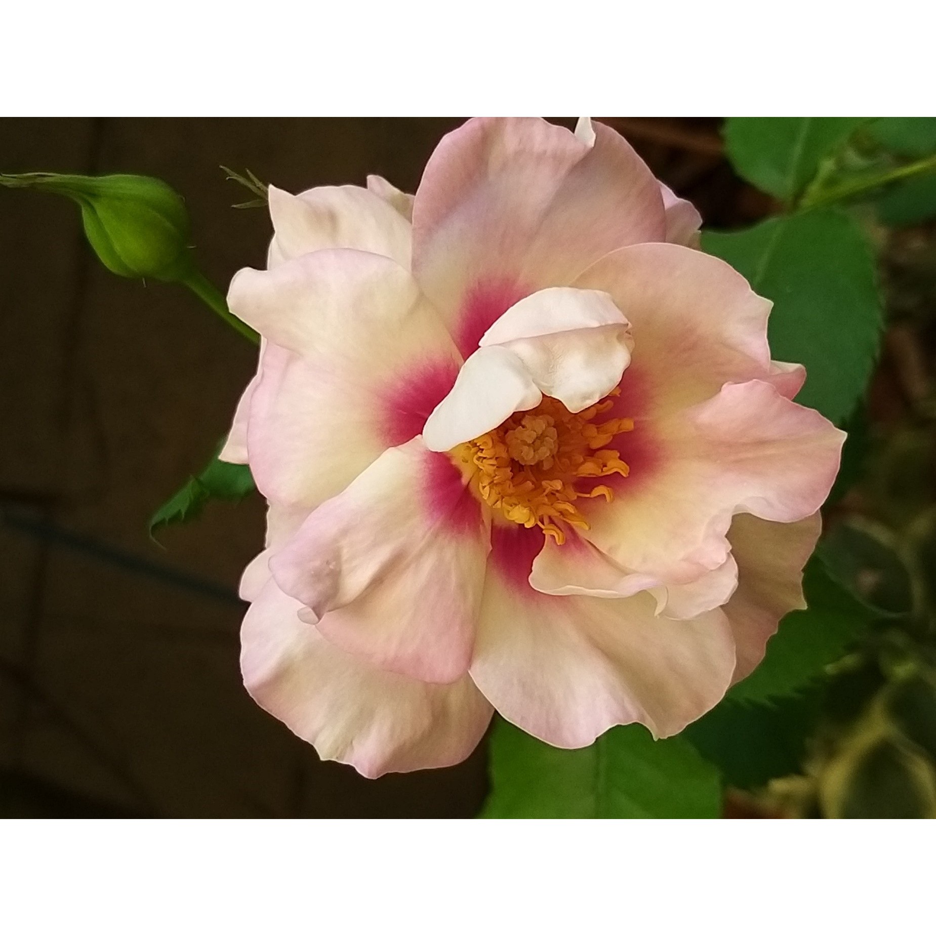 Rosa persica Blue Eyes or Eyes for You - Persian Rose - Small, healthy ...