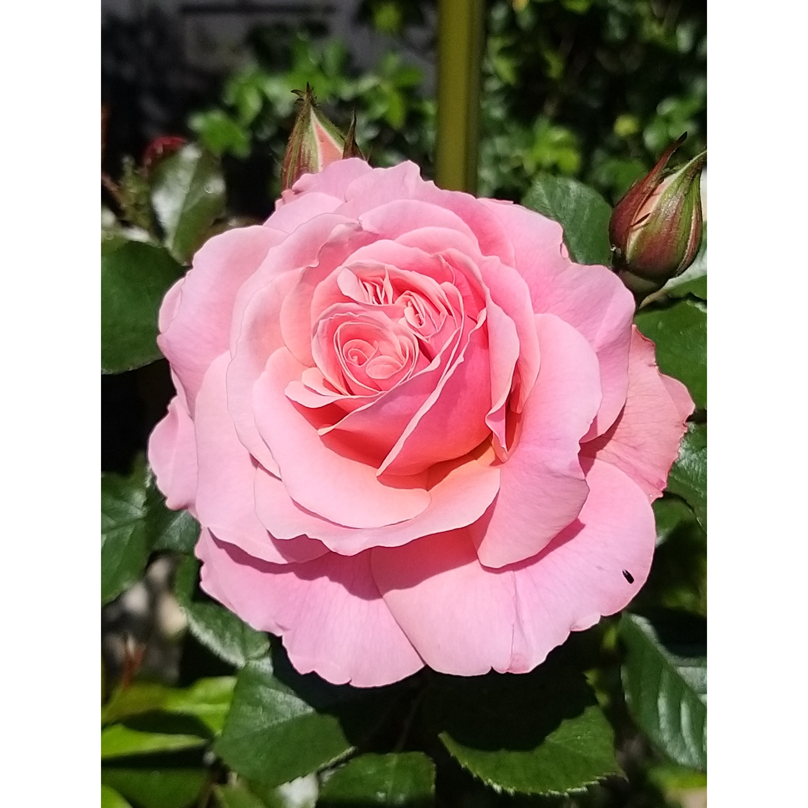 'Botticelli' Rose: Tender pink flowers with a subtle fruity fragrance ...