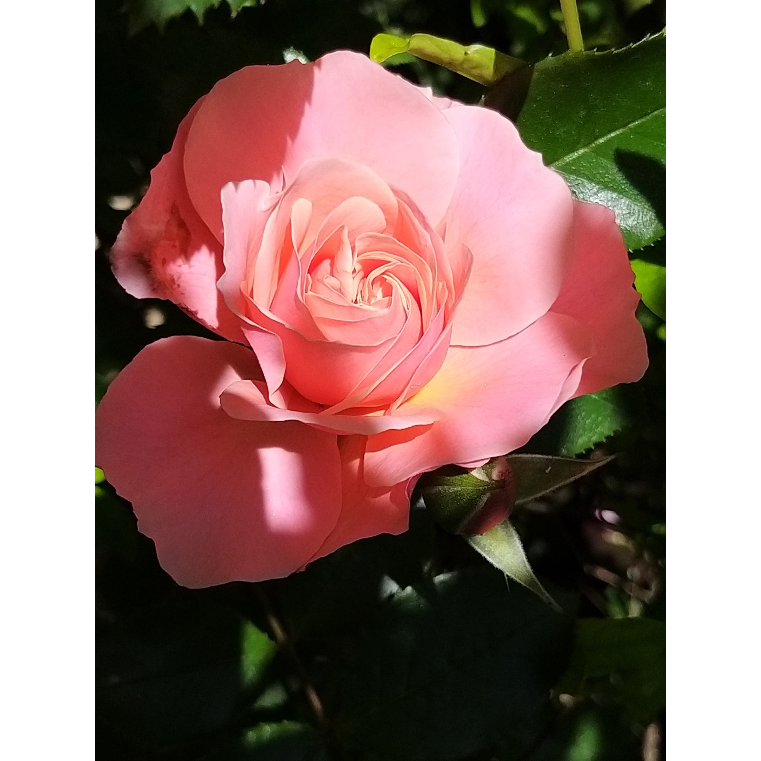 'Botticelli' Rose: Tender pink flowers with a subtle fruity fragrance ...