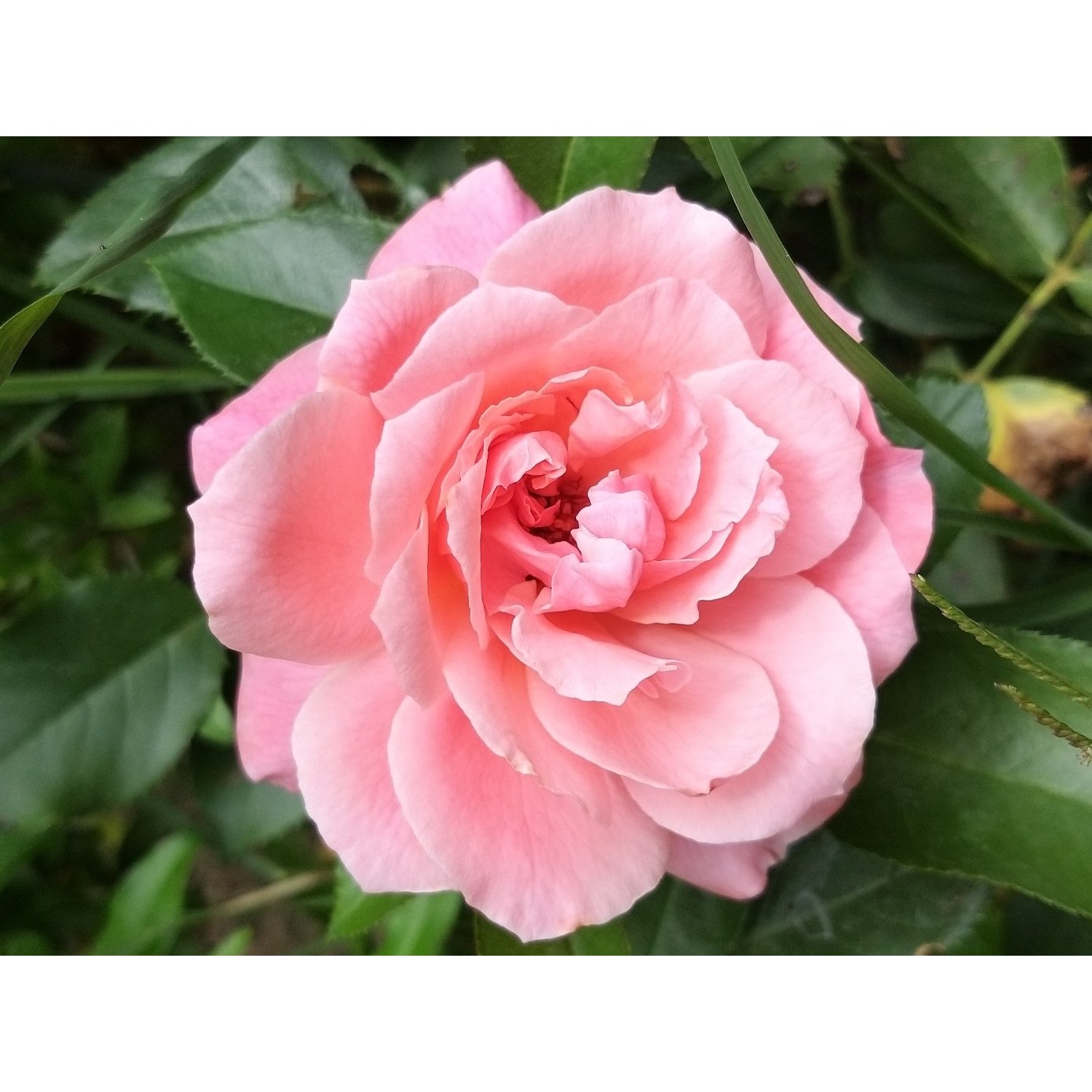 'Botticelli' Rose: Tender pink flowers with a subtle fruity fragrance ...