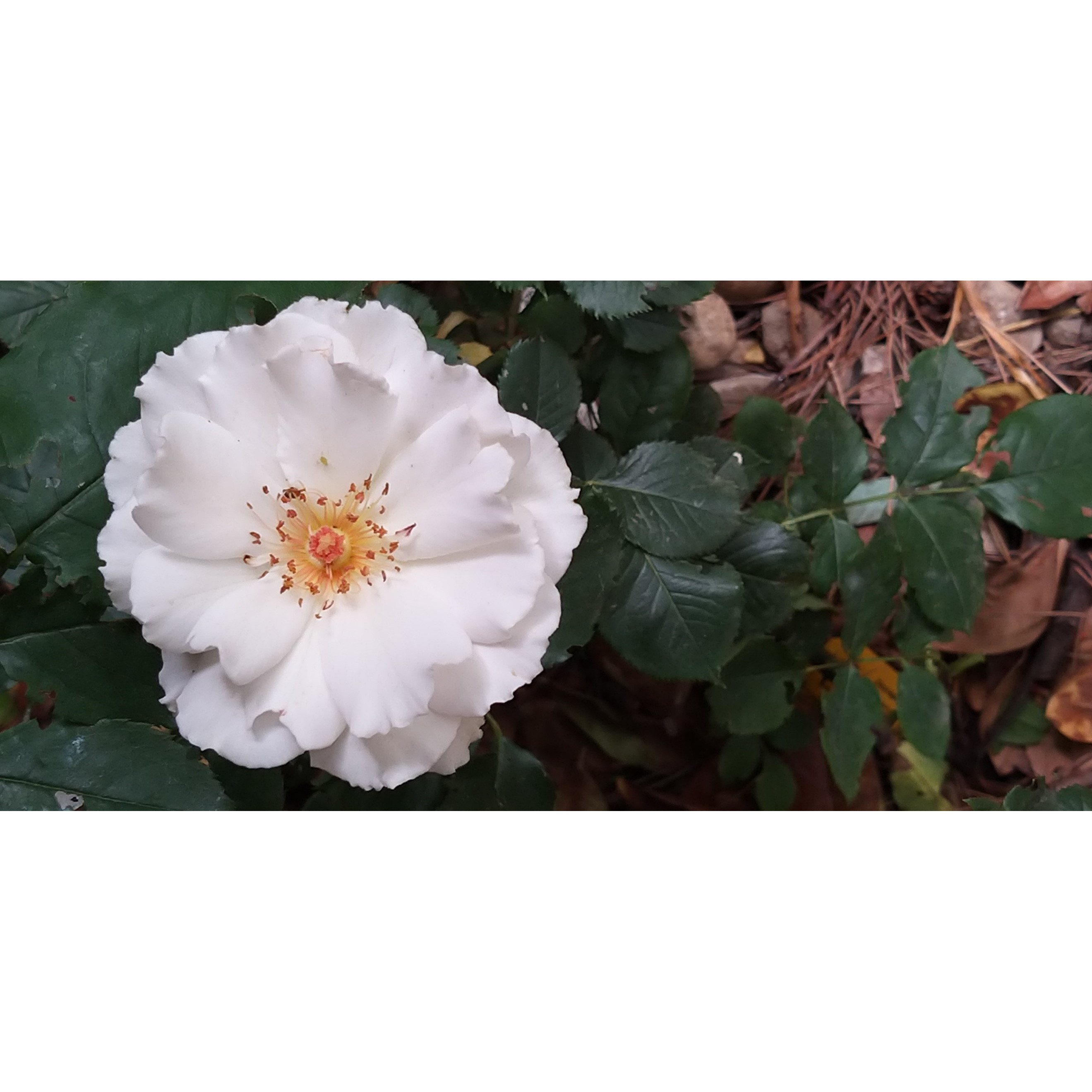 Rosa Floribunda 'Margaret Merril' - Bush rose with large clusters of ...