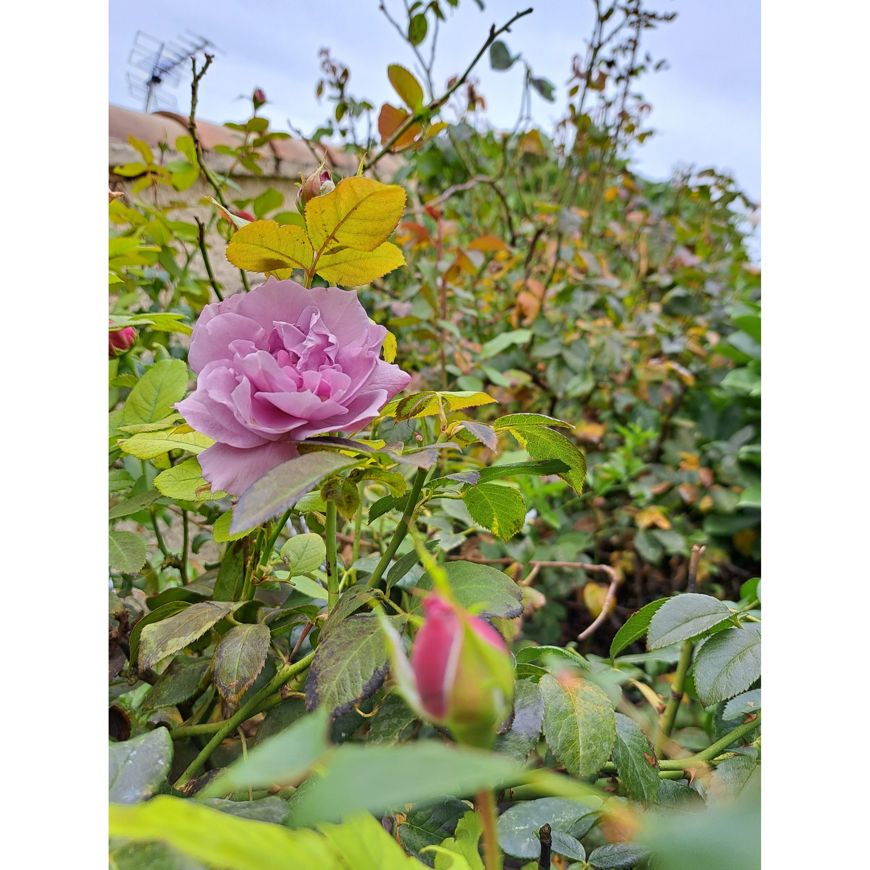 Clustered flower rose 'Novalis', double blue-lilac flowers - A.D.R label
