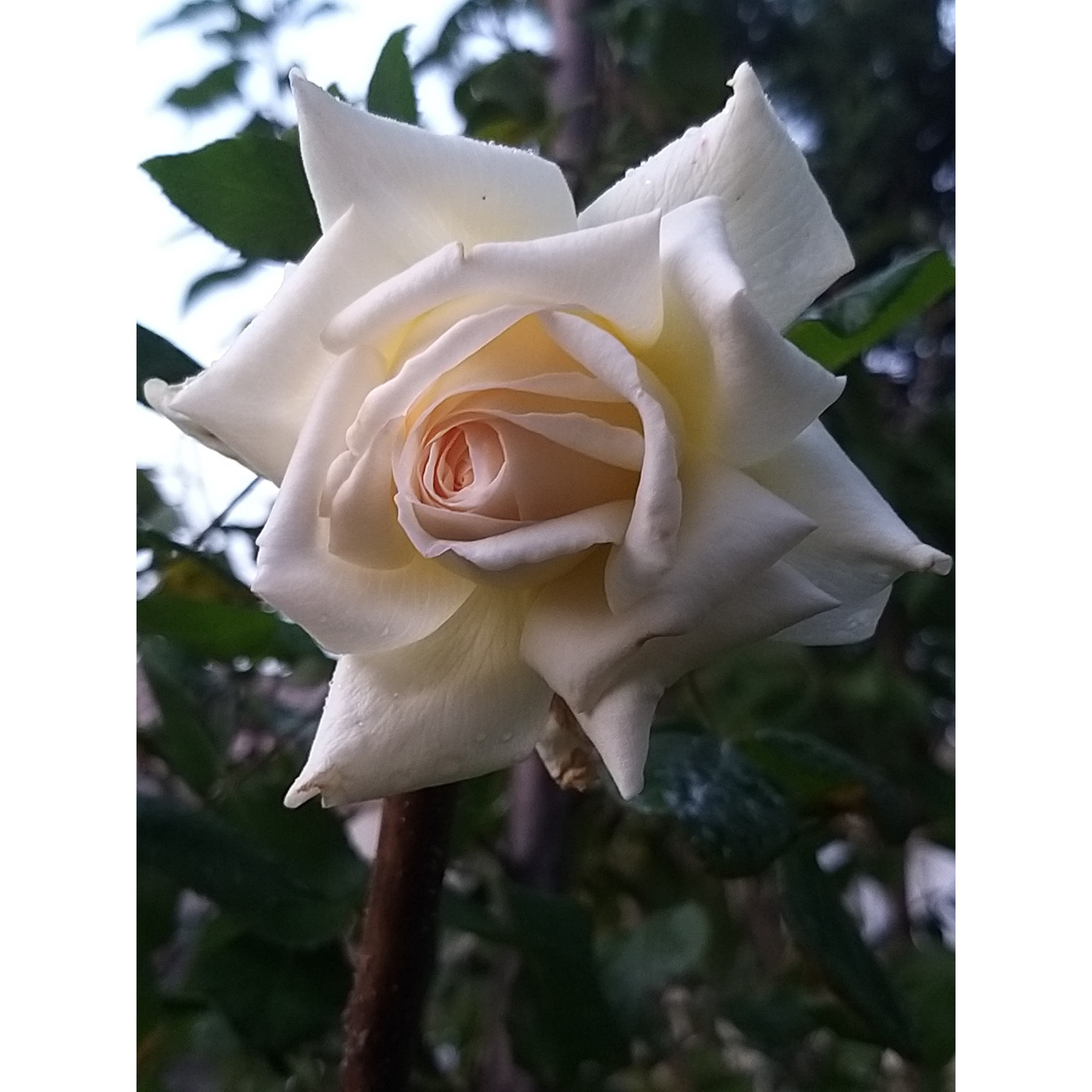 'Anastasia' Rose - Bush rose with large double flowers, white with a ...