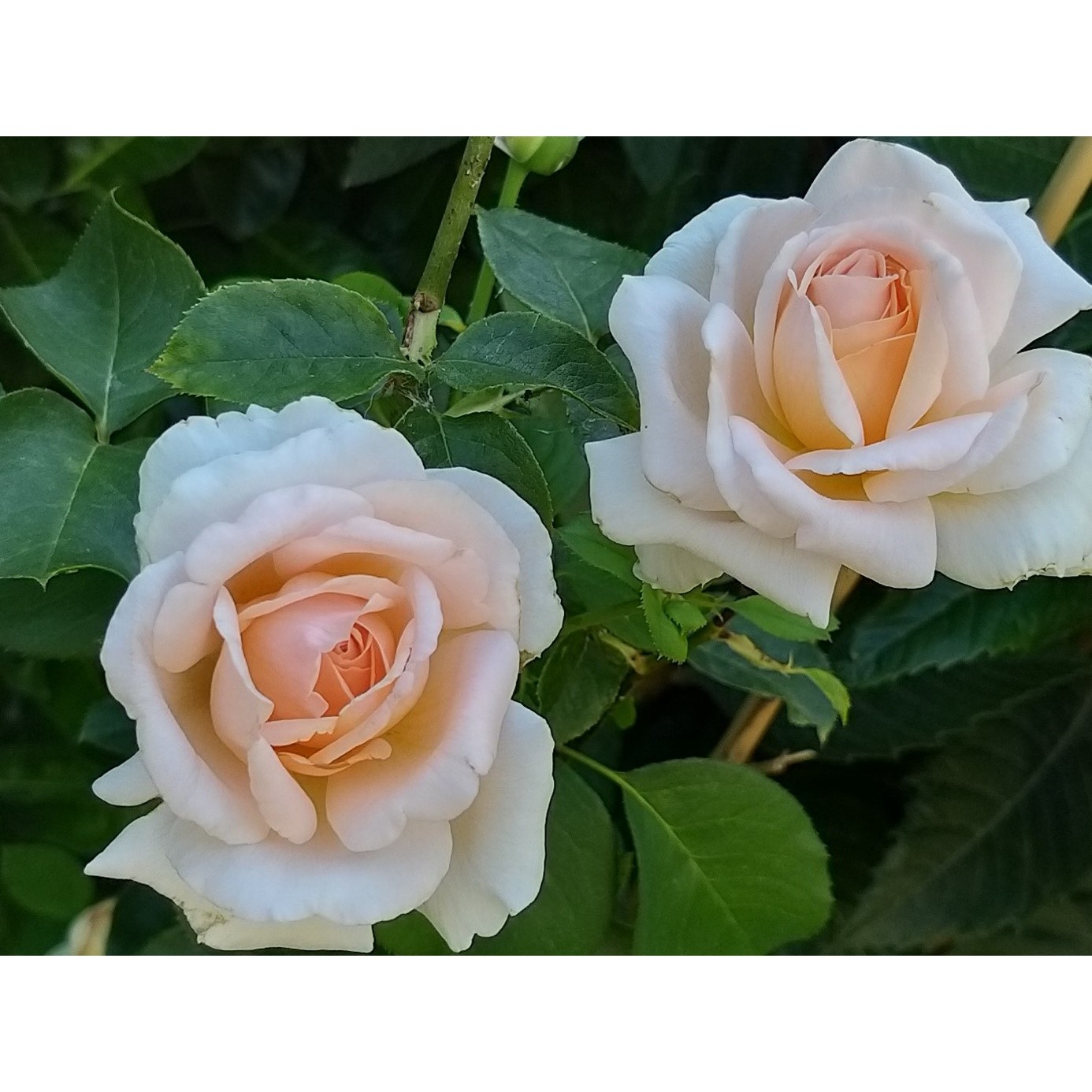 'André Le Nôtre' is a rose with large, light pink oriental flowers that ...