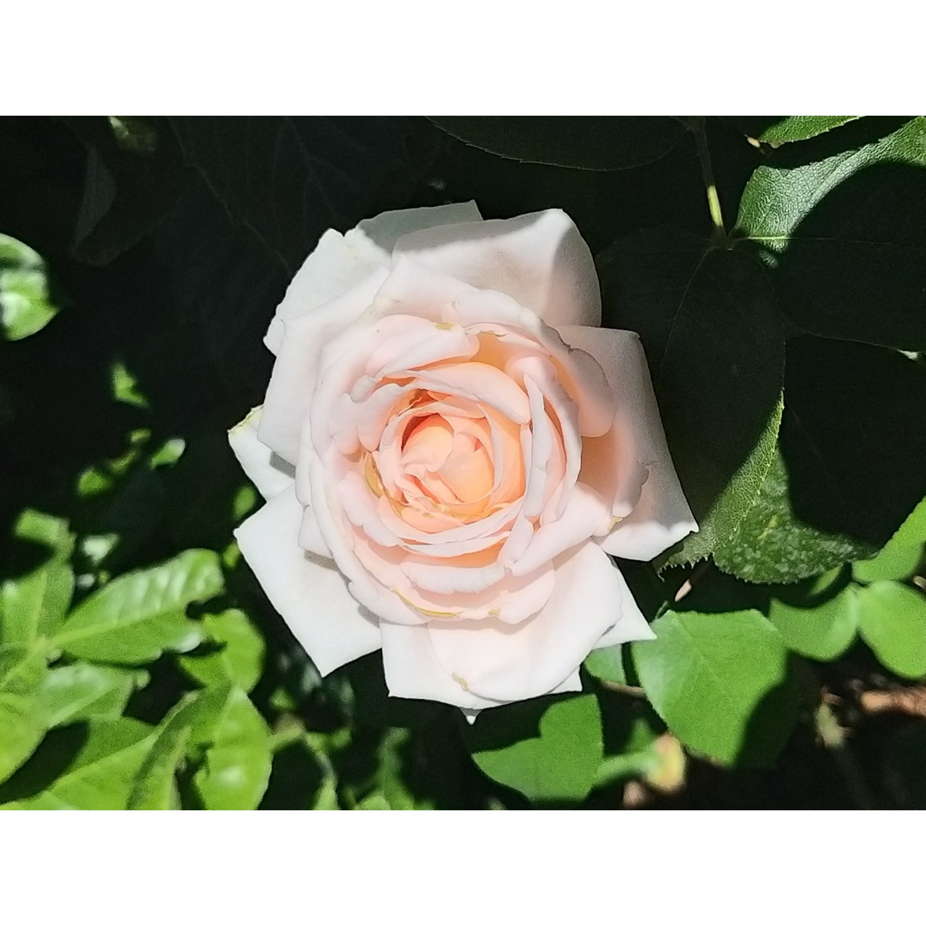 'André Le Nôtre' is a rose with large, light pink oriental flowers that ...